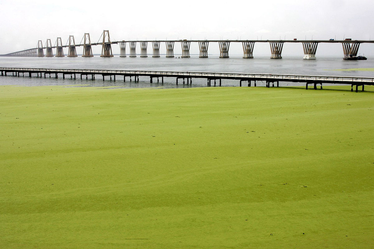 Cianobacteria ataca en 80% al Lago de Maracaibo | Red Radio